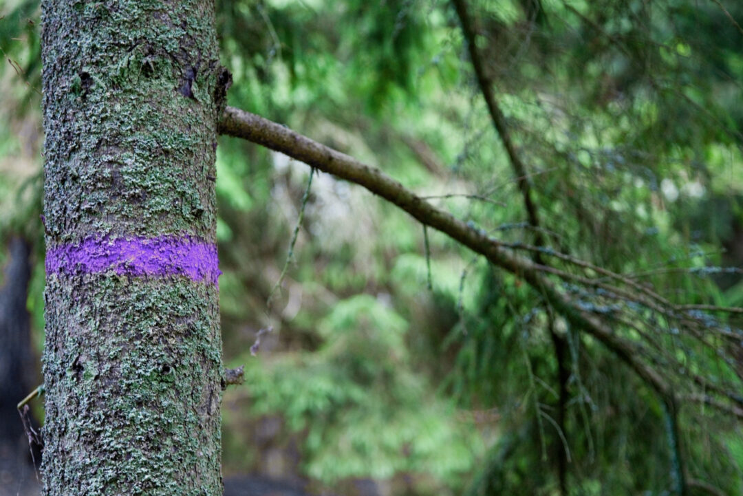 7 Common Reasons Trees Get Painted Purple In North Carolina