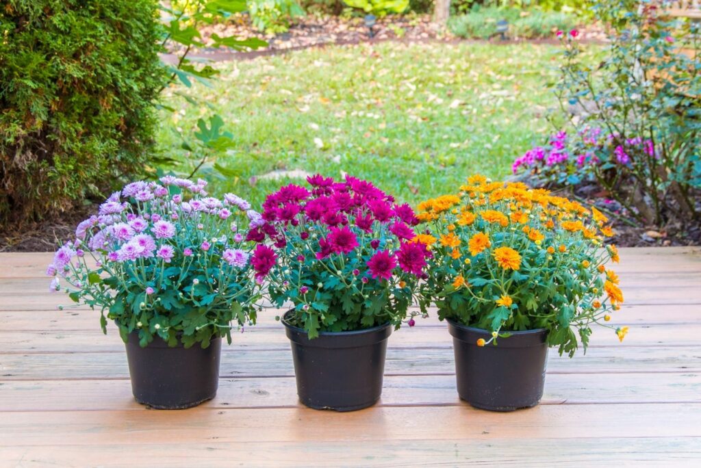 7 Easy Tricks To Keep Mums Blooming All Fall In Colorado