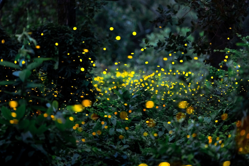 7 Reasons Fireflies Are Slowly Disappearing In Florida