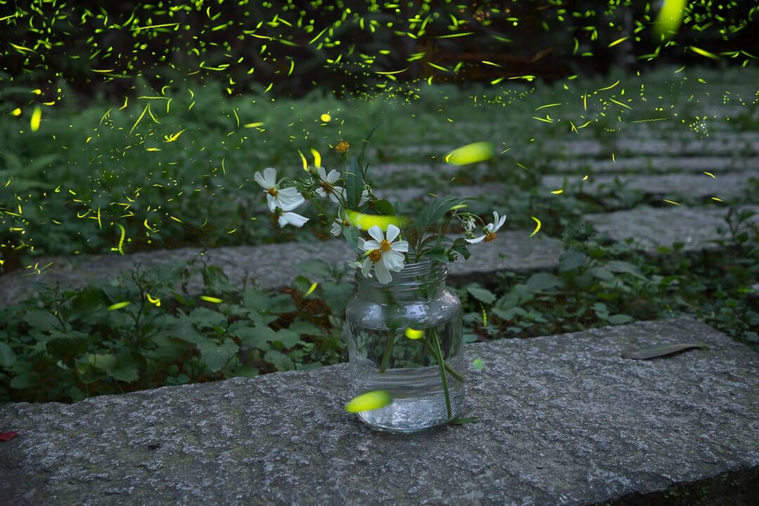 7 Reasons Fireflies Are Slowly Disappearing In Oklahoma