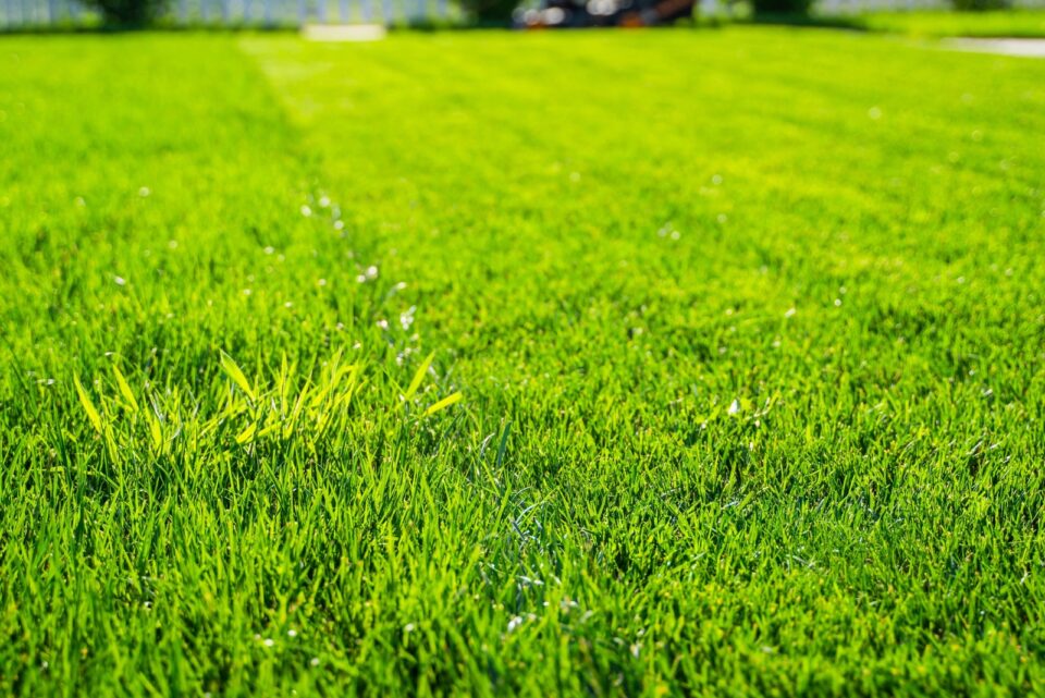 7 Reasons To Sprinkle Baking Soda On Your Lawn This November In Kentucky