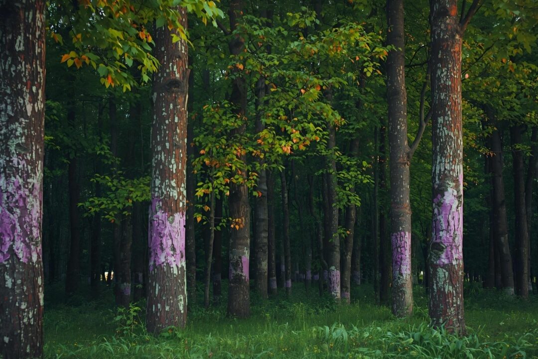 7 Reasons Trees Are Painted Purple In Oregon
