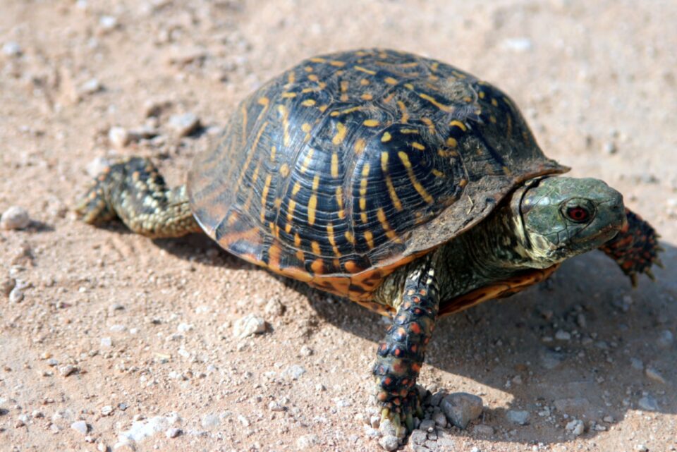 7 Smart Moves To Make When You Find A Turtle In Your New Mexico Yard