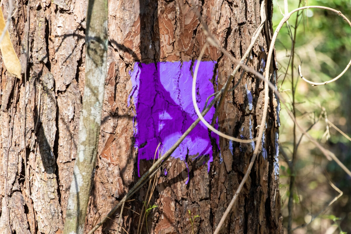 7 Surprising Reasons Indiana Trees Get Painted Purple