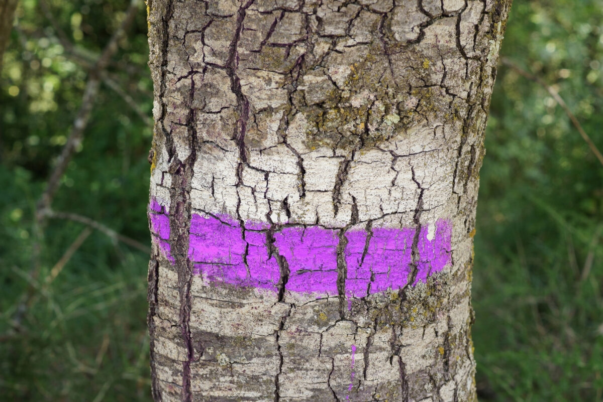 7 Surprising Reasons Washington Trees Get Painted Purple
