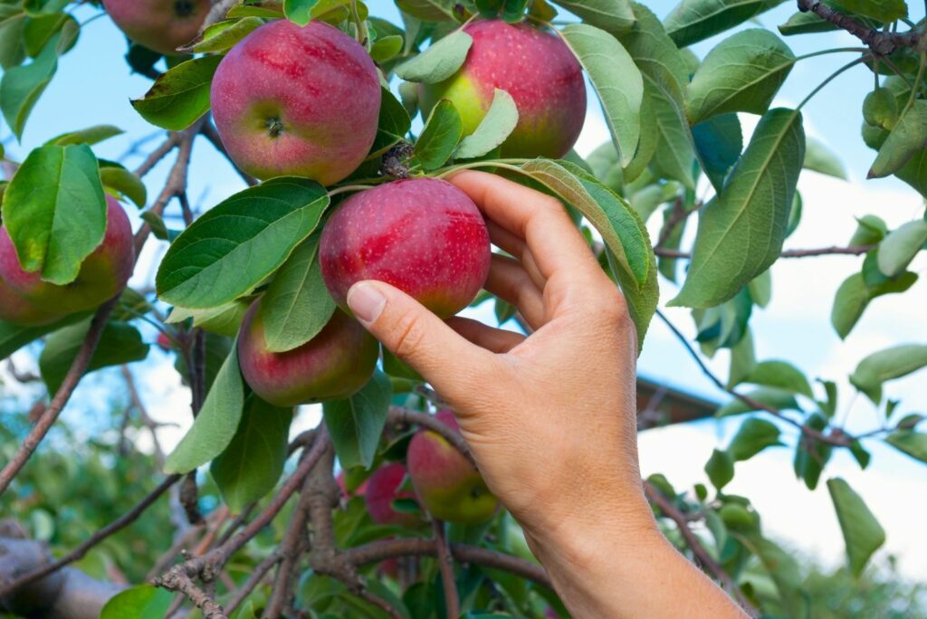 7 Tips Minnesota Gardeners Use To Pick Apples Perfectly Every Time