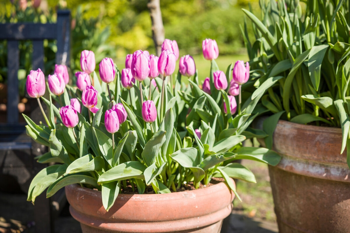 8 Easy Steps For Perennial Tulip Planting In Michigan