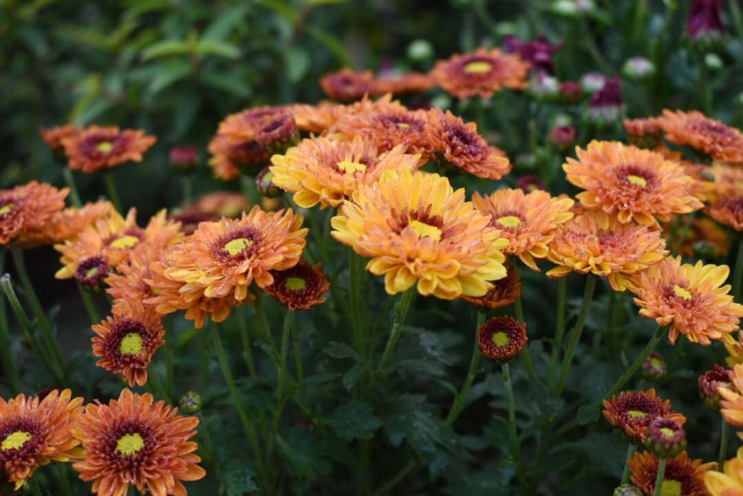 8 Easy Ways To Make Mums Last All Fall In Oklahoma Without A Crispy ...