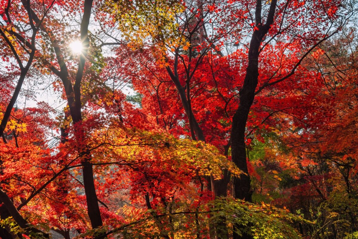 8 Maple Tree Varieties Perfect For Planting This October In Pennsylvania