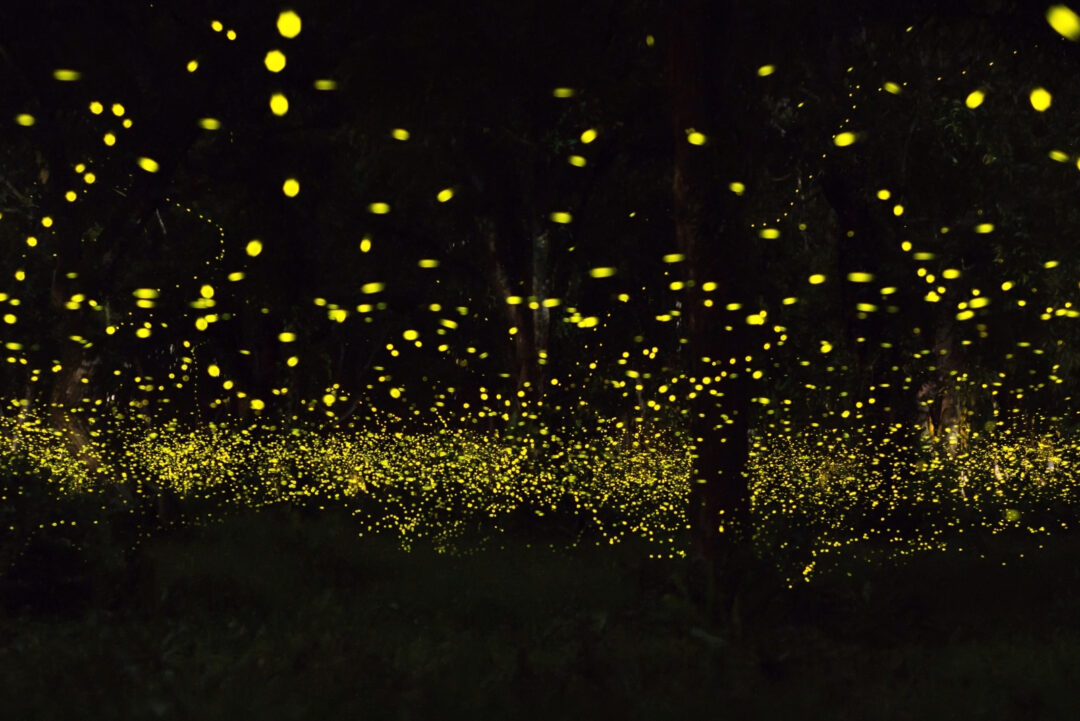 8 Reasons Fireflies Are Slowly Disappearing In Colorado