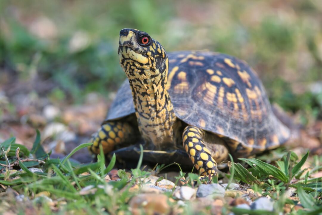 8 Steps To Take When A Turtle Visits Your Tennessee Backyard