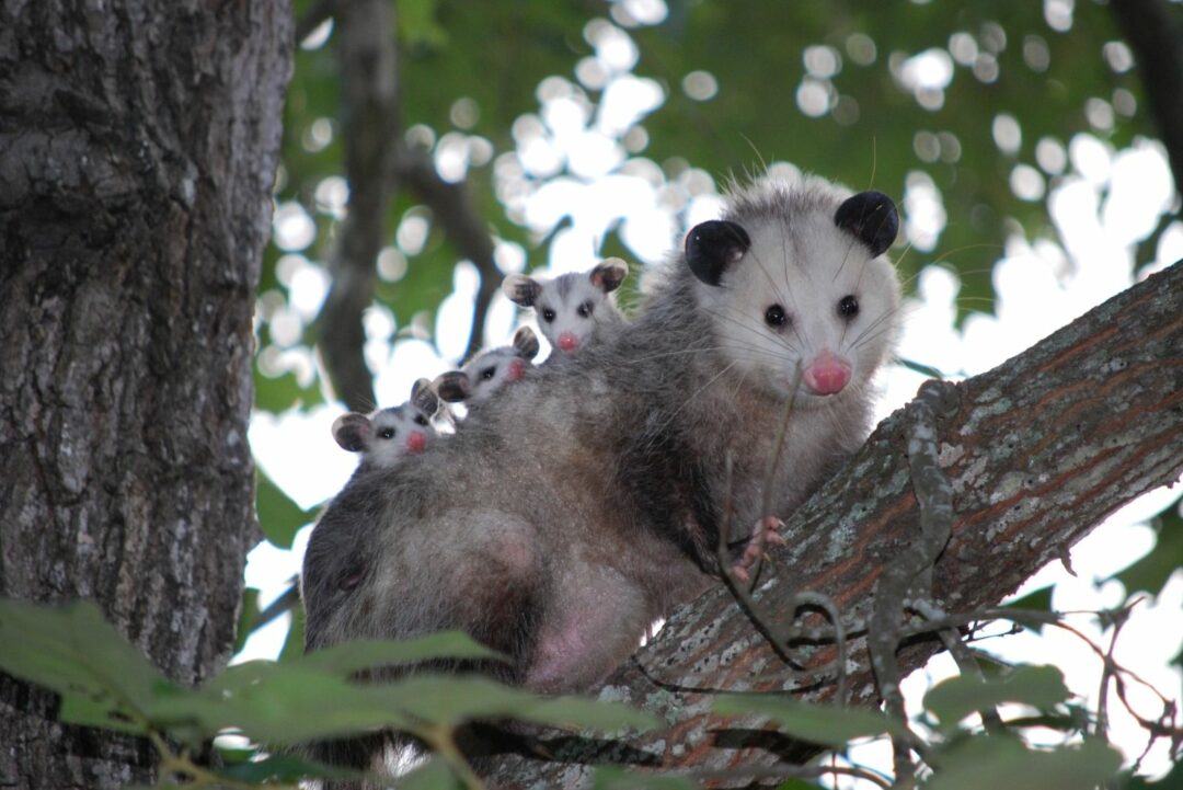 8 Things Indiana Homeowners Should Know Before Removing Possums From ...