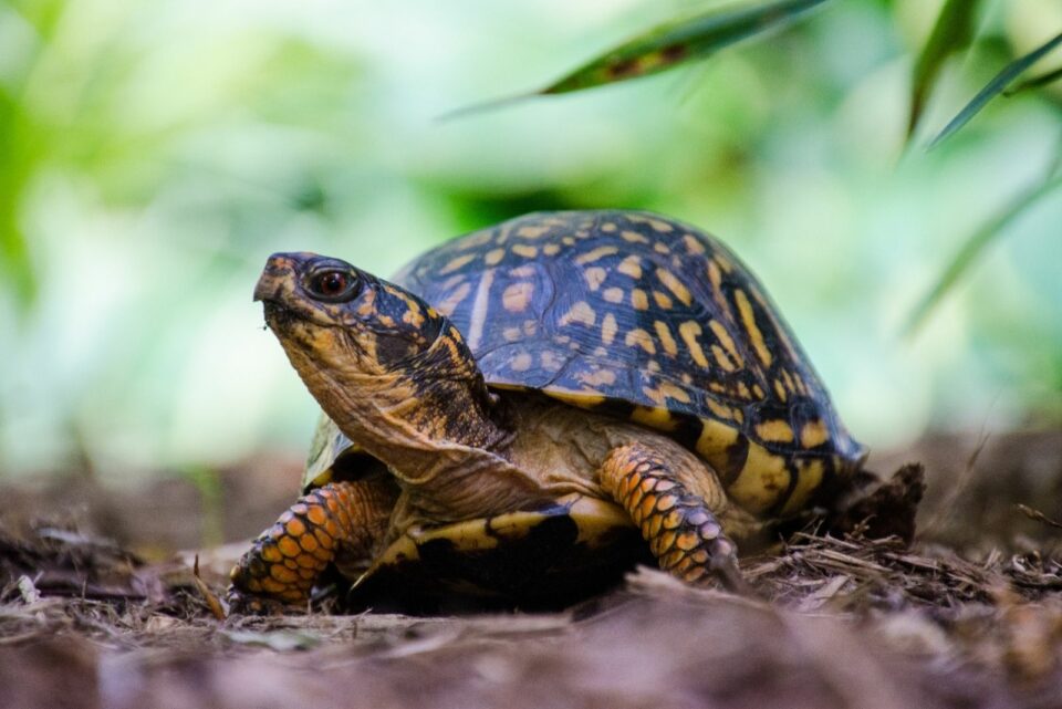 8 Things Texas Homeowners Should Do After Spotting A Turtle In The Yard