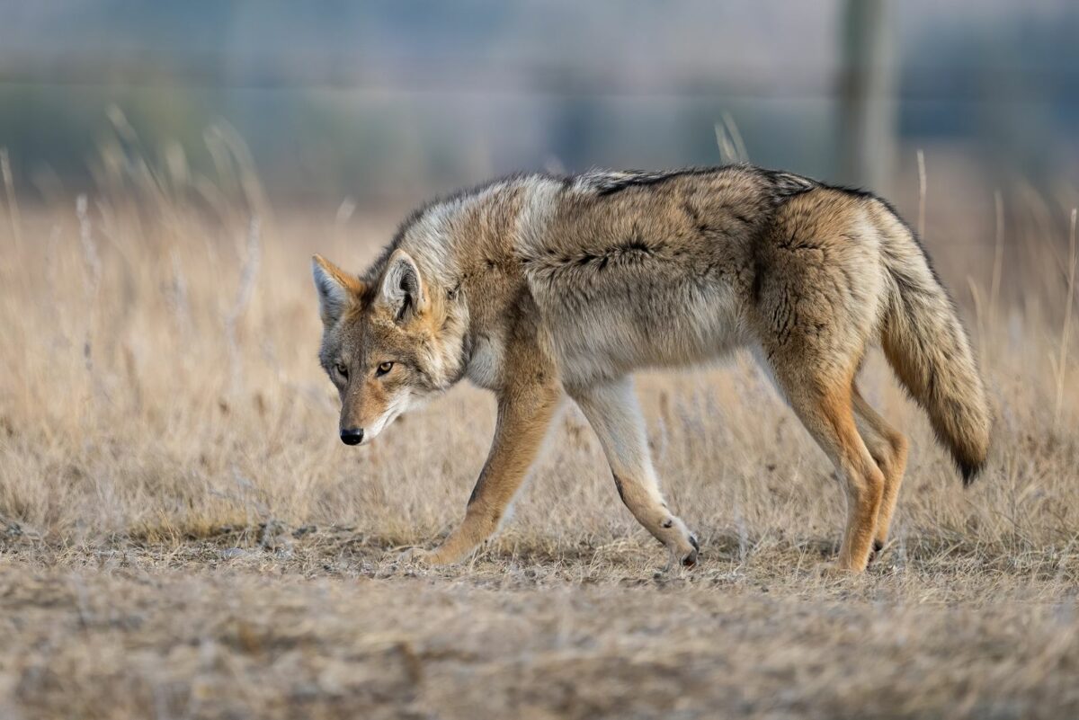8 Things To Do If A Coyote Shows Up In Your California Yard (And 3 You ...