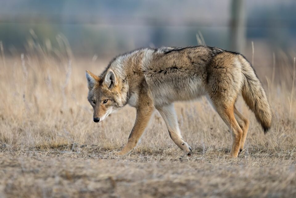 8 Things To Do If A Coyote Shows Up In Your California Yard (And 3 You ...