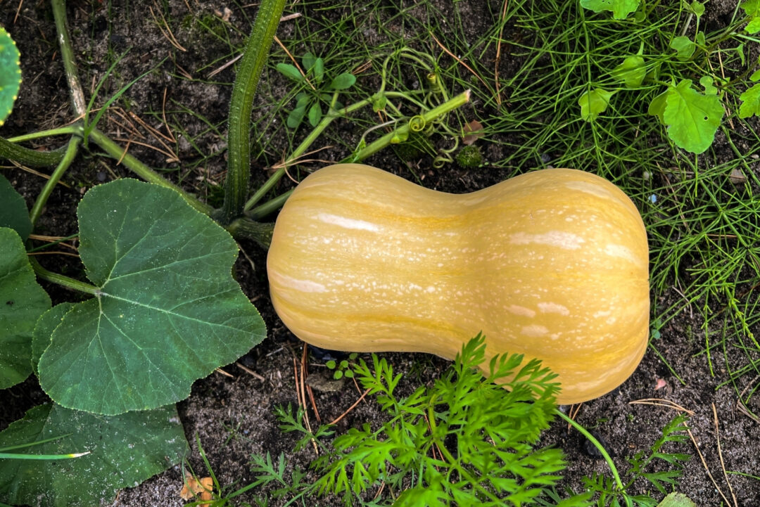 8 Tips For Harvesting And Storing Butternut Squash In Florida
