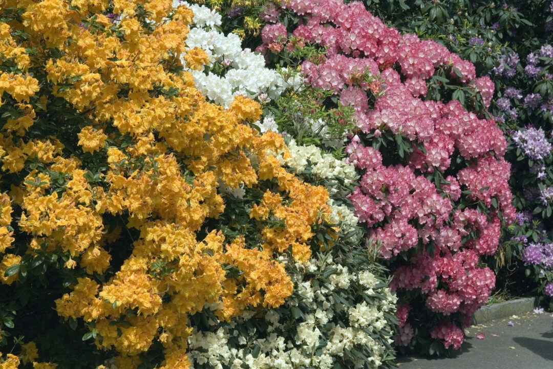 9 Fall Care Tips For Rhododendrons And Azaleas In California
