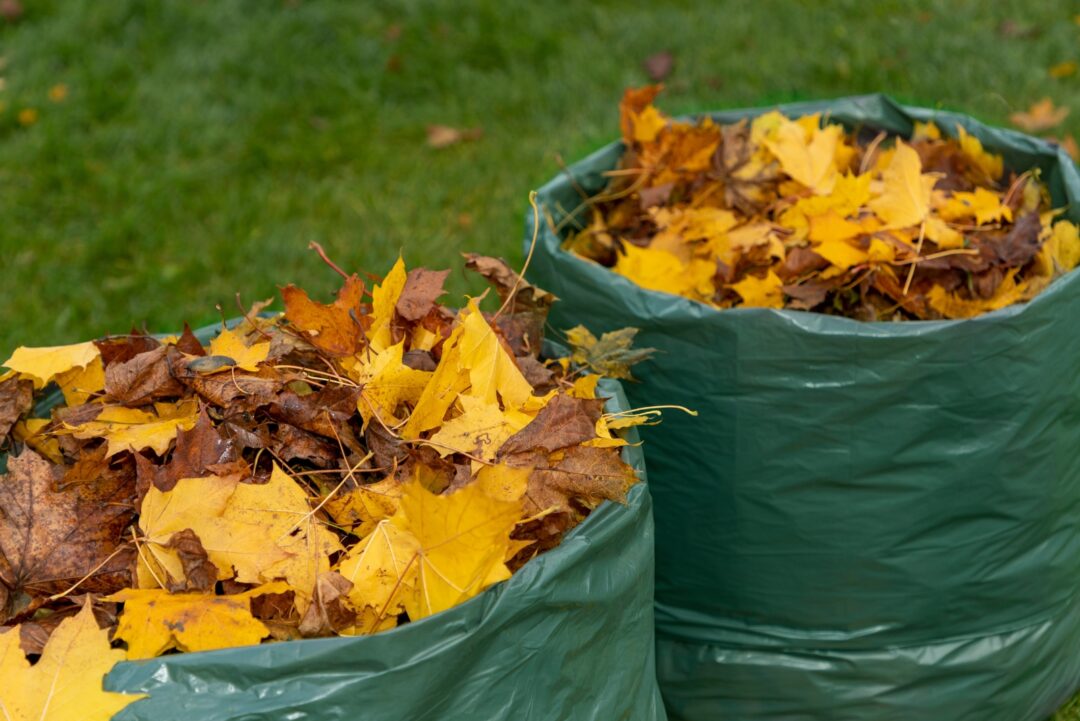 9 Ideas For Handling Fallen Leaves Without Bagging In Oregon
