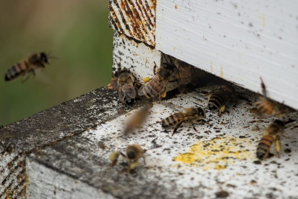 9 Reasons Bees Are Vanishing Across South Carolina