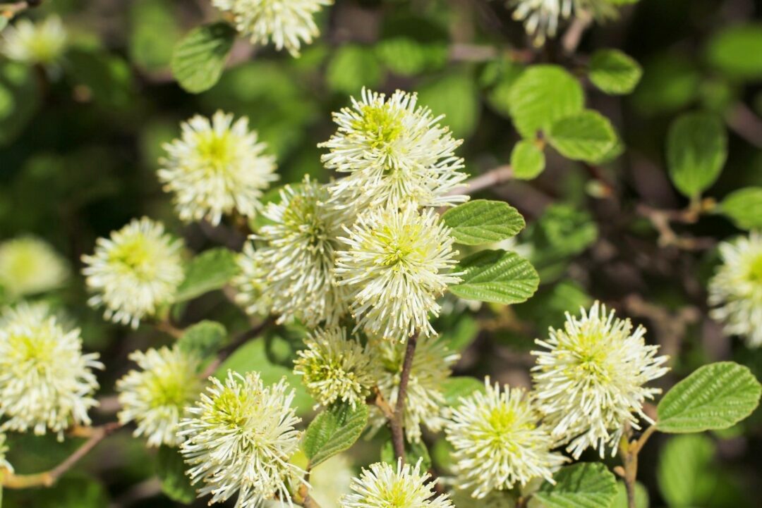 9 Shrubs That Look Good In October Across Pennsylvania Gardens