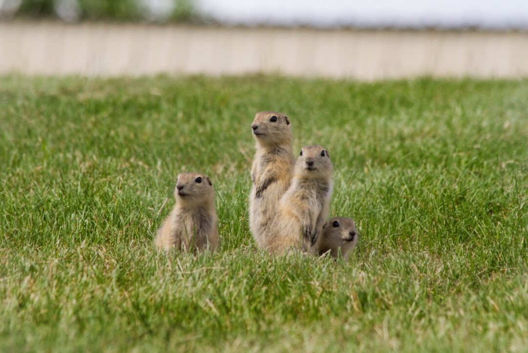 9 Simple Natural Ways To Get Rid Of Gophers In Florida Yards