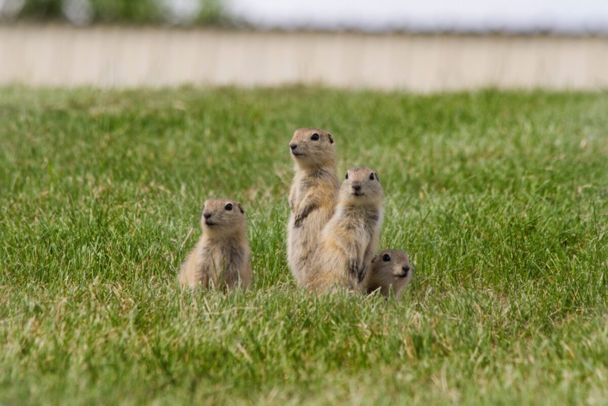 9 Simple Natural Ways To Get Rid Of Gophers In Florida Yards