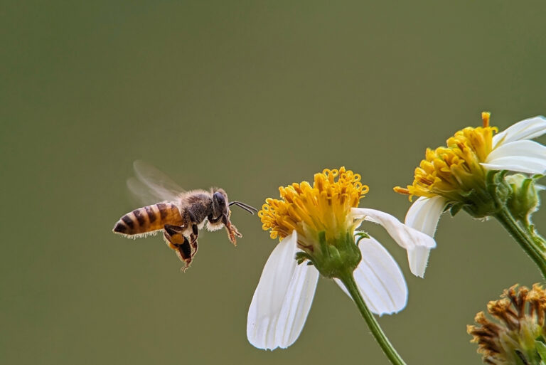 9 Surprising Reasons Bees Are Disappearing In California