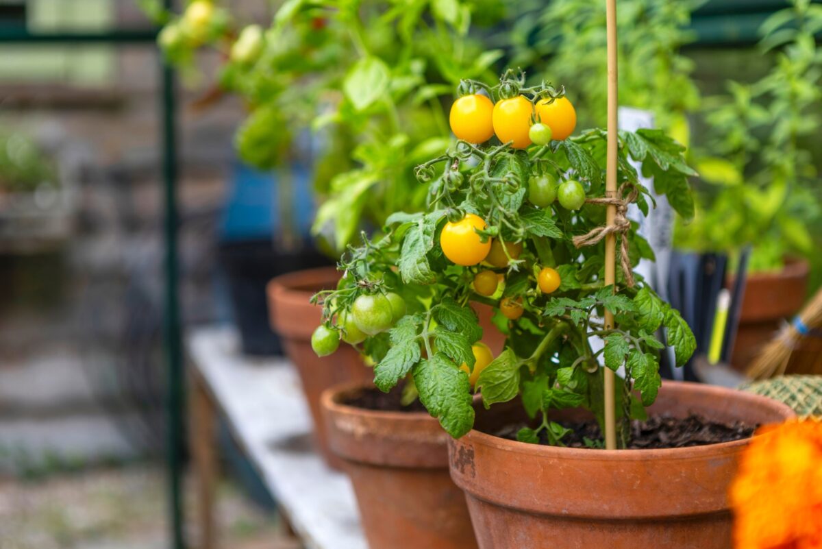 9 Tomato Varieties Perfect For Indoor Winter Gardening In Texas