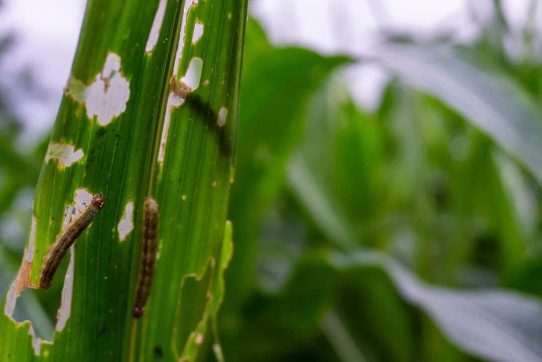 Fall Armyworms Are Spreading Fast In Texas, And Here’s How To Keep Them ...