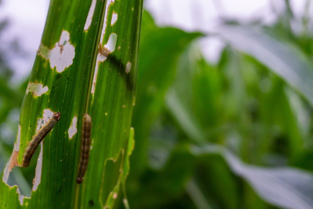 Fall Armyworms Are Spreading Fast In Texas, And Here’s How To Keep Them ...