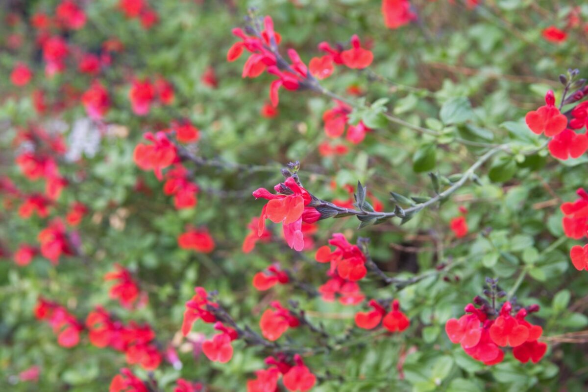Hardy Shrub That Brings Brilliant Red Color To Texas Yards