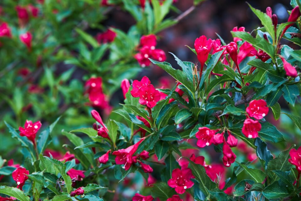 Hardy Shrub That Stands Out With Red Blooms In Pennsylvania