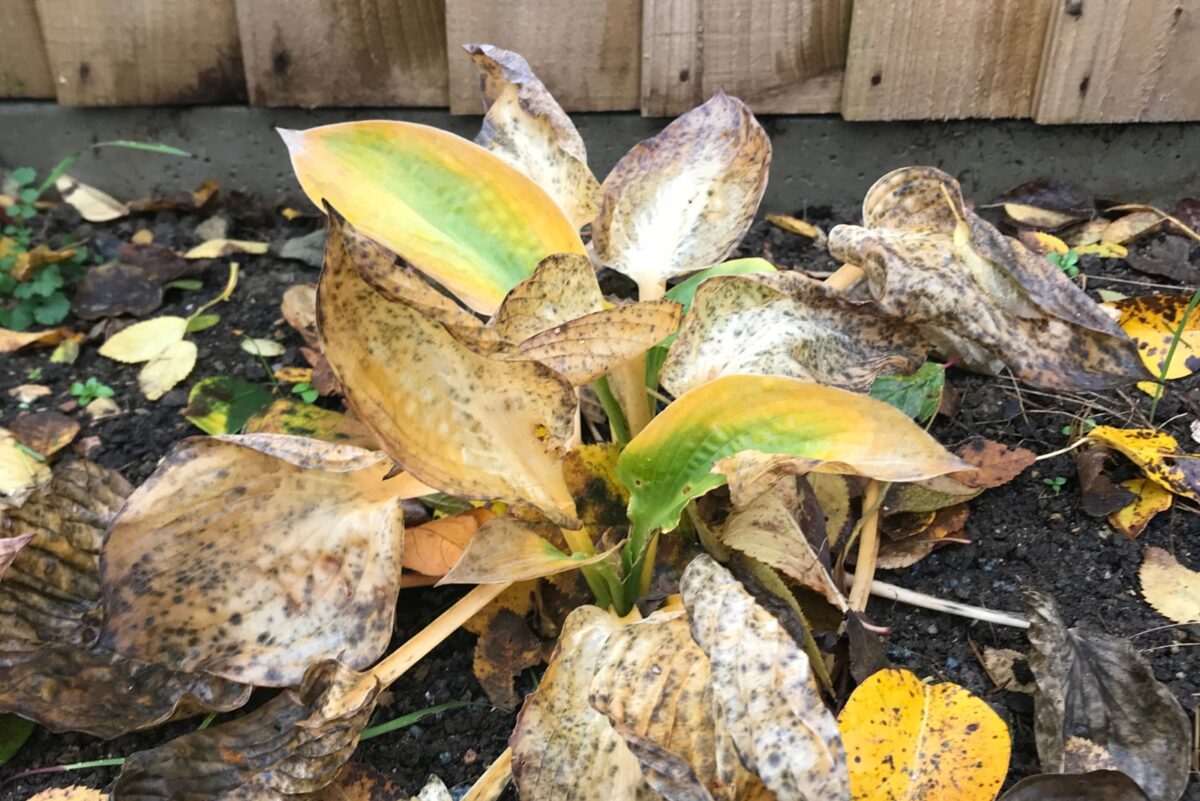 How To Keep Hostas Healthy Through Winter In Ohio Gardens