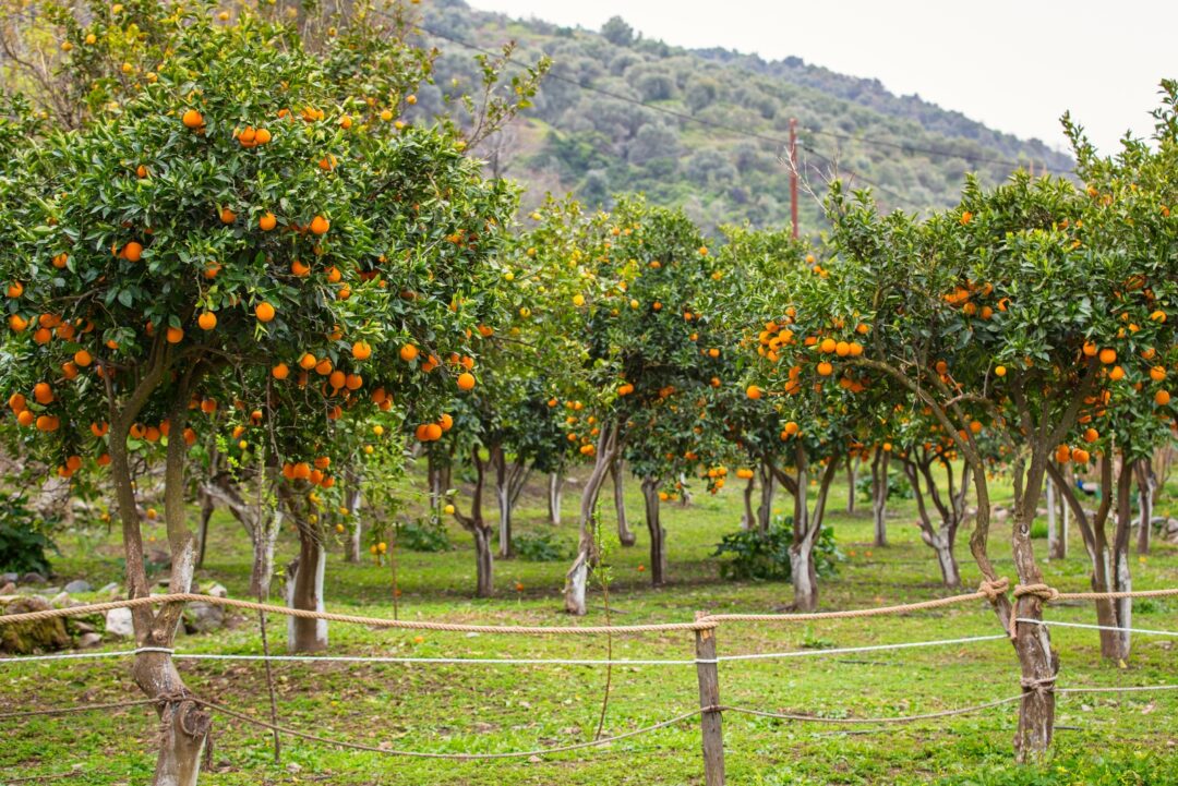 The Centuries-Old Planting Trick Reviving Fruit Trees Across California