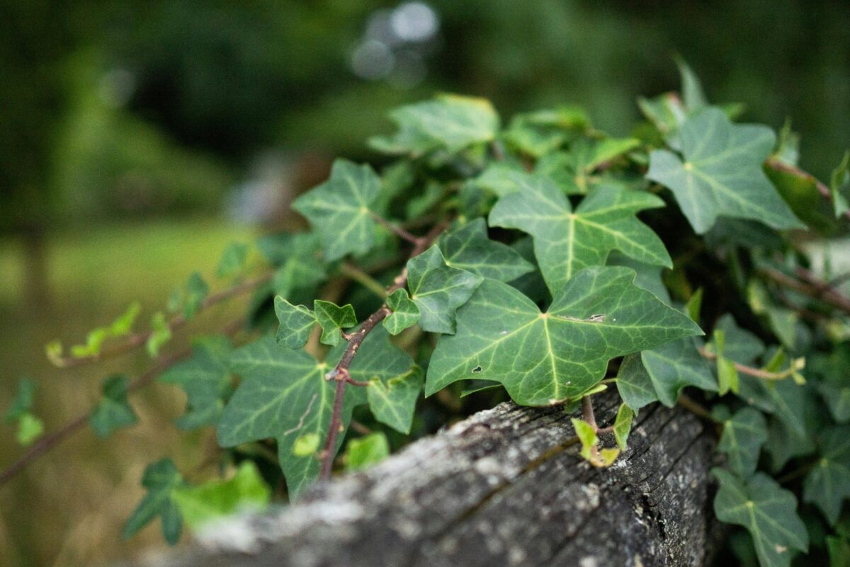 The Common Oregon Plant That Draws Ticks And Puts Outdoor Pets At Risk