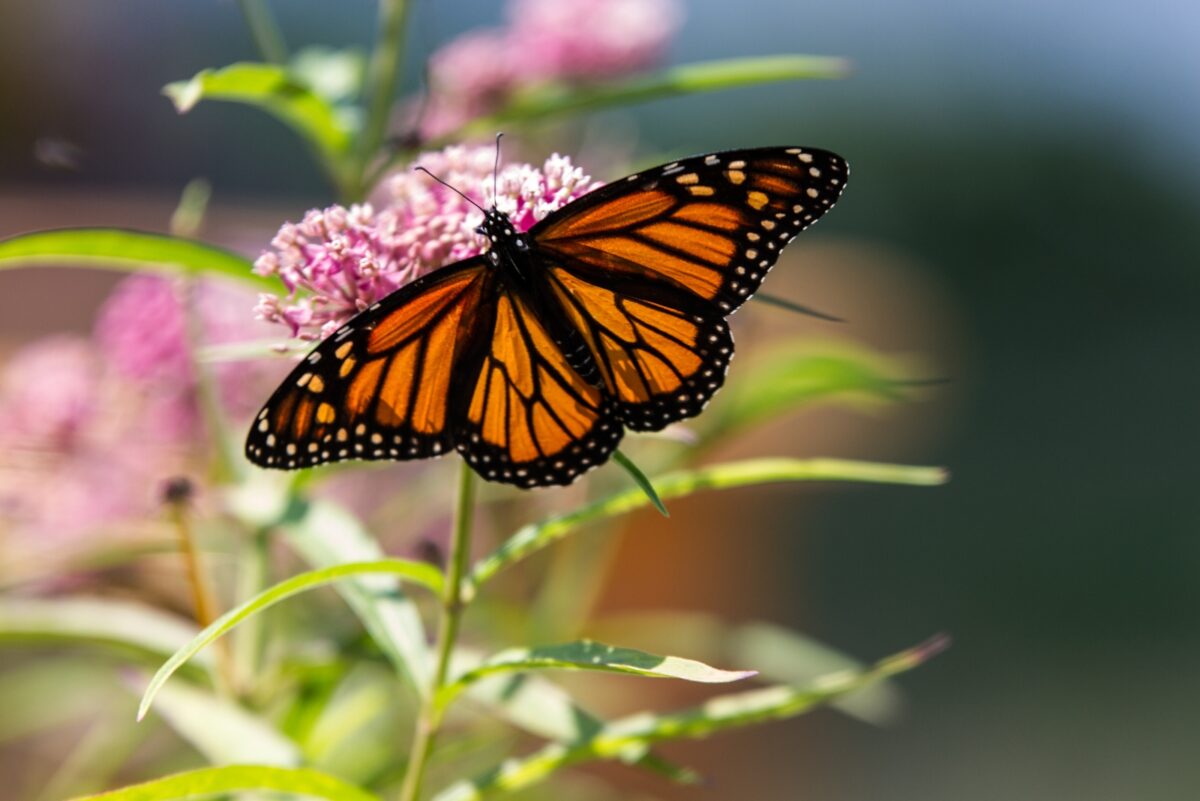 The One California Native Plant Butterflies Can’t Resist This Season