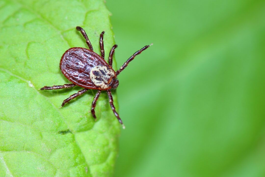 The One Major Tick-Attracting Plant Pennsylvania Pet Owners Should Avoid
