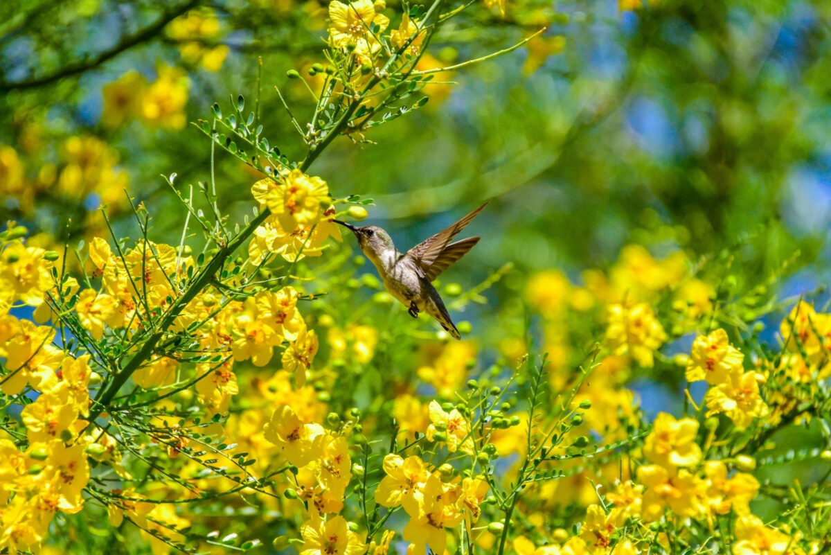 The Tree That Turns Gardens Into Pollinator Wonderlands In Arizona