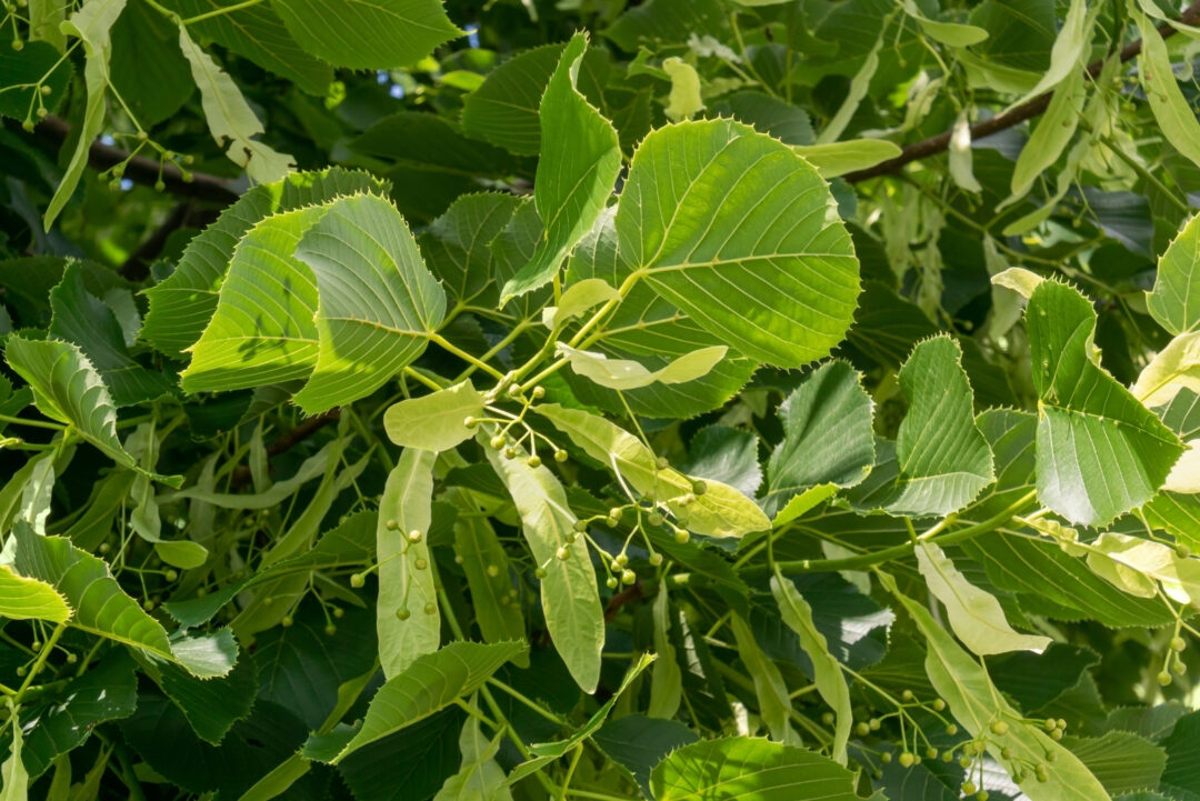 This Minnesota Tree Turns Into A Pollinator Hotspot Every Autumn