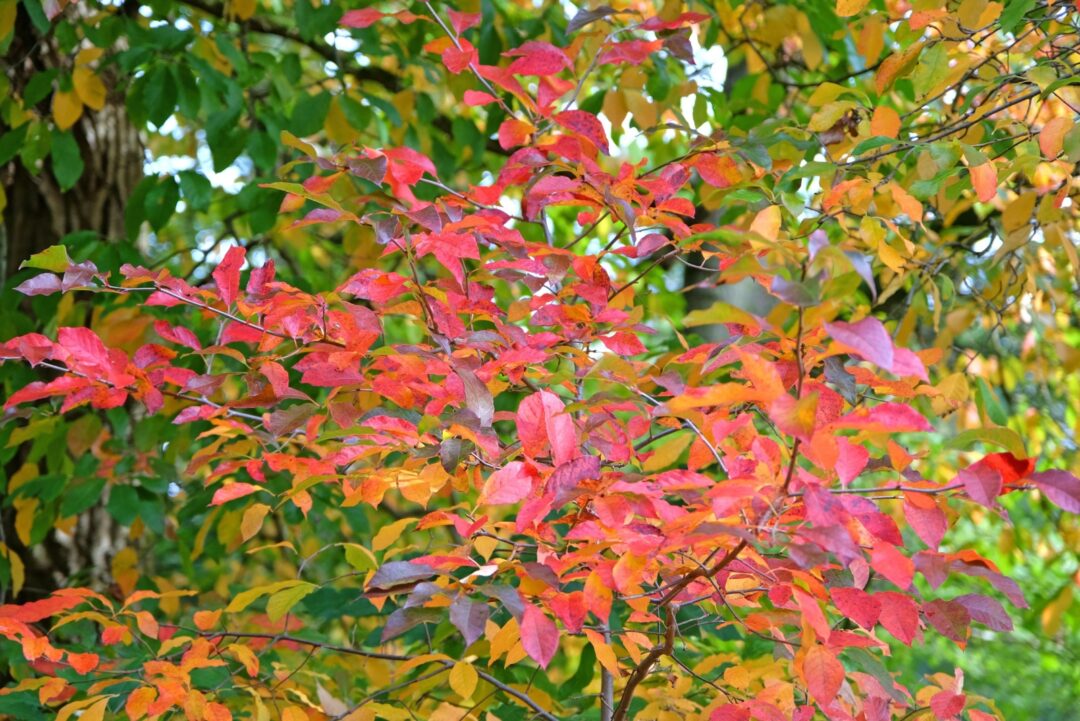 This Nebraska Tree Fills The Air With Bees And Birds In October