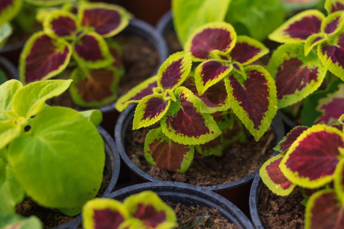 Trick To Keep Your Favorite Shade Plants Thriving Over Winter In Michigan