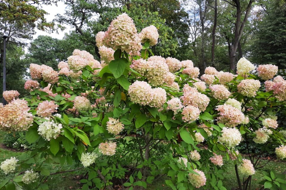 Vital Step For Hydrangeas In Pennsylvania Gardens Before It Is Too Late