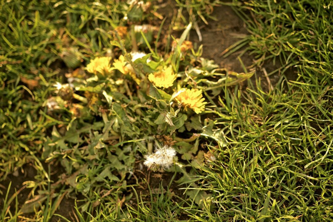 When To Apply Winter Weed Control In Kentucky And Why It Matters