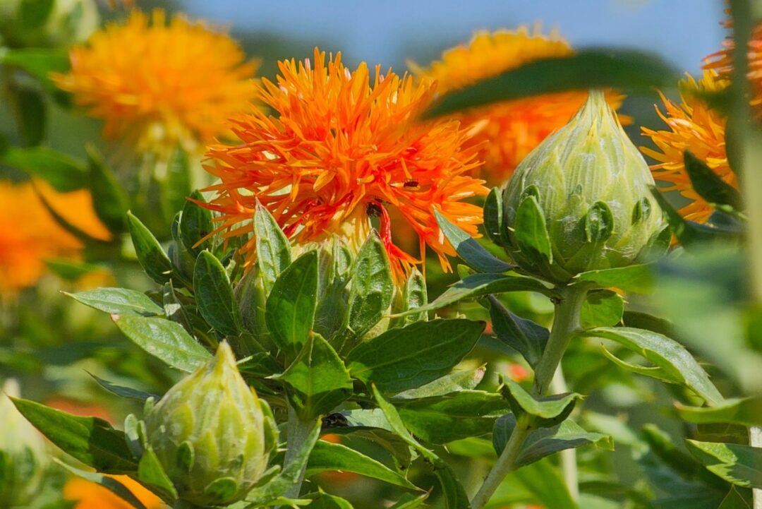 Why Cold Hardy Safflower Is Becoming Montana’s New Favorite Crop