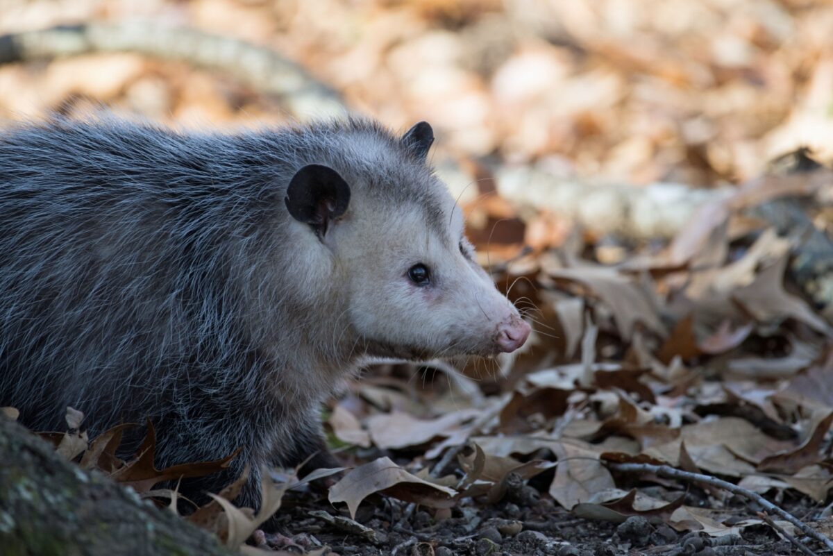 Why Indiana Homeowners Should Think Twice Before Chasing Possums Away