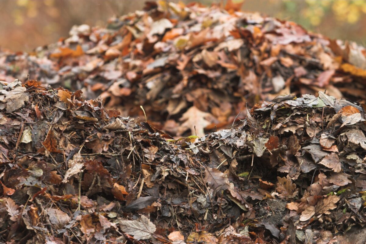 Why You Might Want To Reconsider Using Fallen Leaves As Mulch In ...