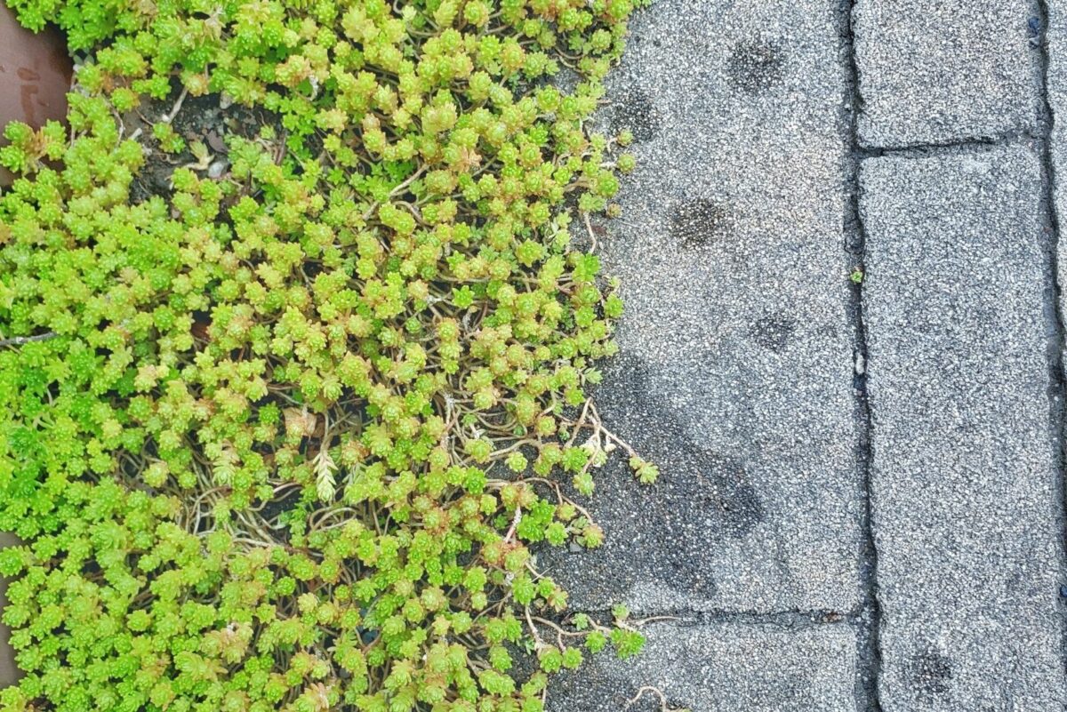 10 Fast-Spreading Ground Covers That Fill Bare Spots In North Carolina ...
