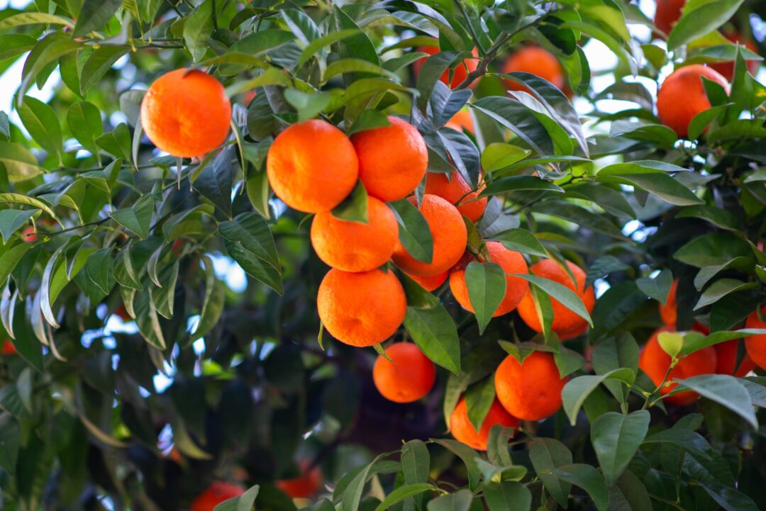 10 Fruit Plants That Grow Best In Louisiana's Rainy Conditions