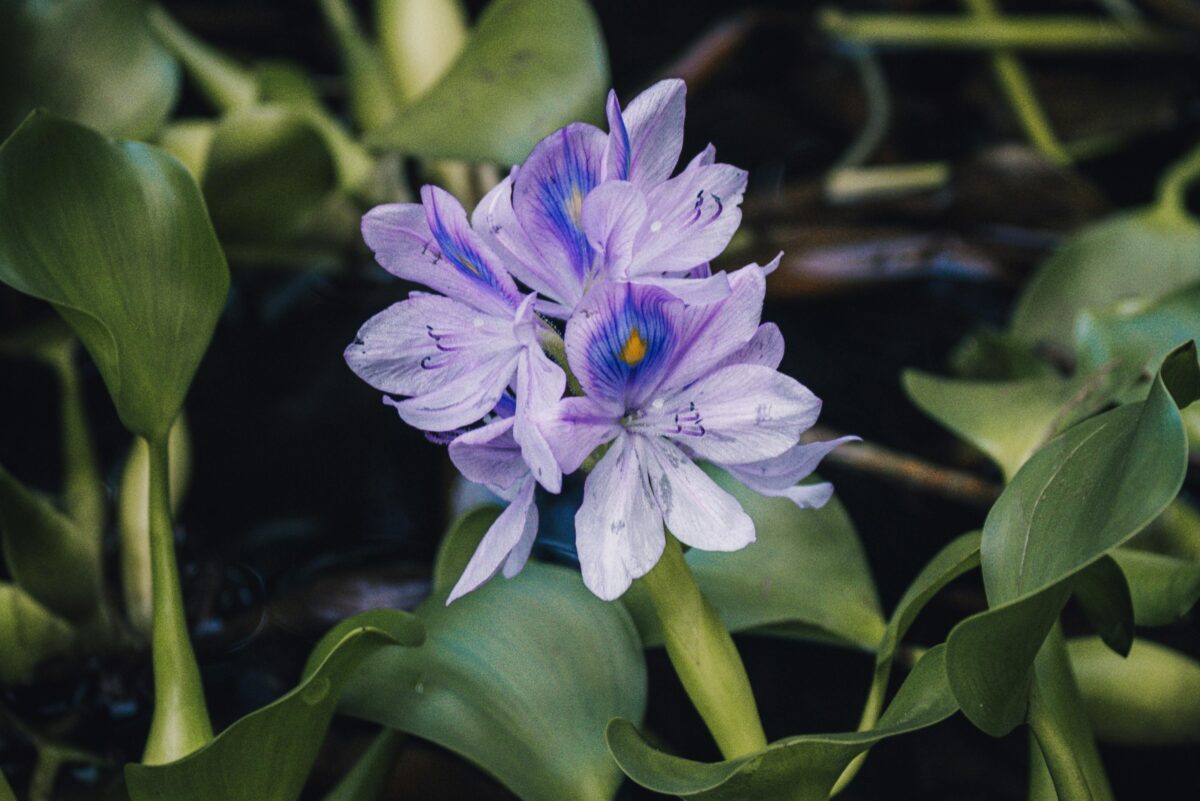 10 Invasive Plants That Are Illegal To Transport In Georgia