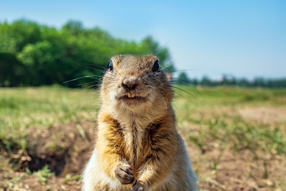10 Natural Ways To Keep Gophers Out Of Maryland Yards